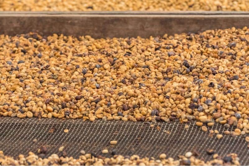 The Beginner's Guide to Coffee Beans - Cupper's Coffee & Tea